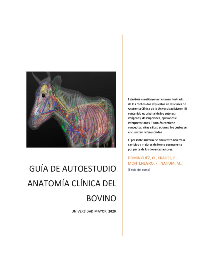 GUIA ANATOMIA CLINICA DEL BOVINO Con Material Complementario PDF | PDF | Ojo humano | Médula espinal