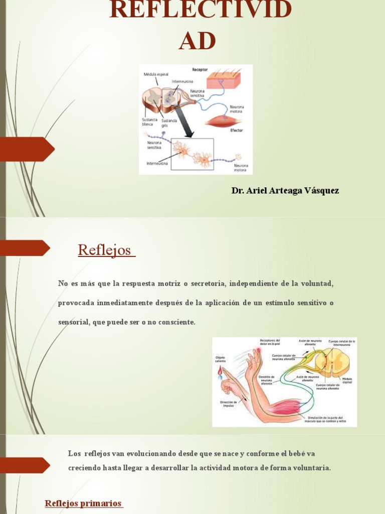 3 Reflejos | PDF | Mano | Extremidades (anatomía)