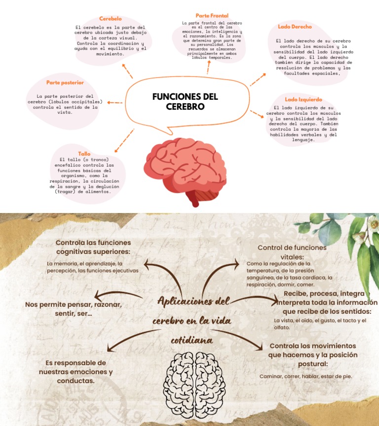 Mapas Conceptuales Del Cerebro para Conocer Sus Funciones y Aplicaciones en Su Vida. | PDF ...