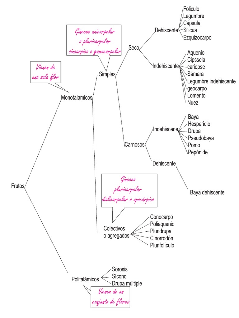 Clasificación de Frutos y sus Partes | PDF | Fruta | Botánica
