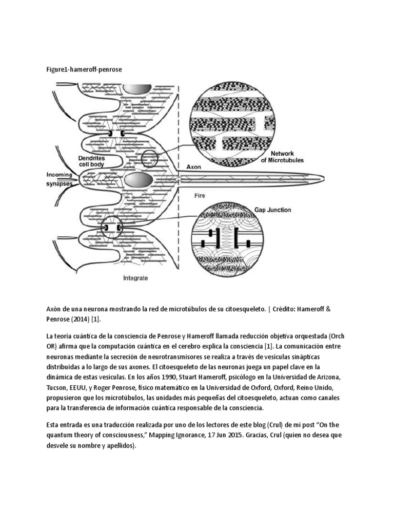 Sobre La Teoria Cuantica de La Consciencia de Hameroff y Penrose | PDF ...