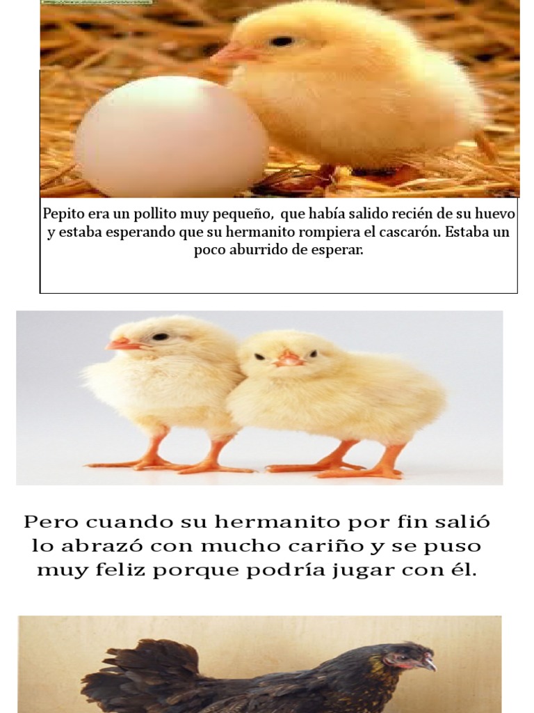 Cuento El Pollito Evaluacion Pdf