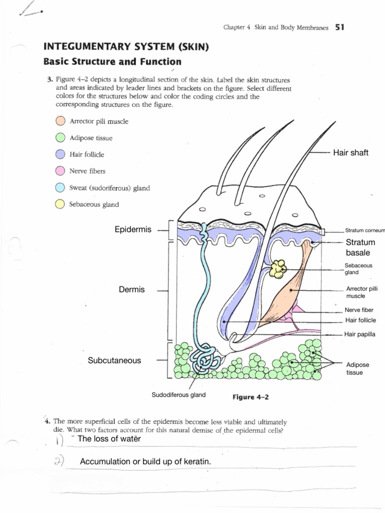 Integumentary System Worksheets | PDF Integumentary System Worksheets | PDF