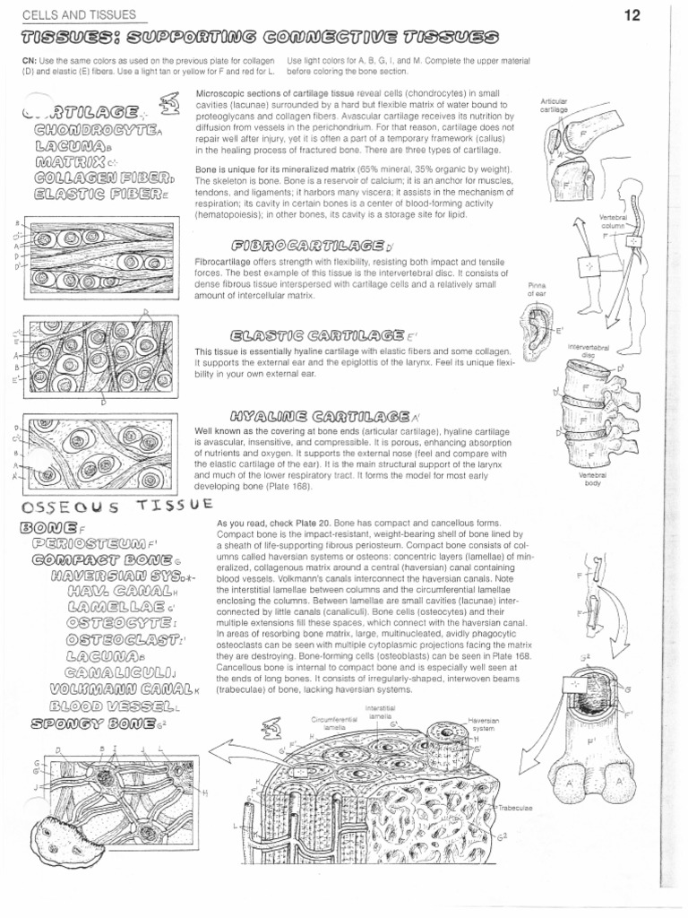 Connective Tissue Worksheets | PDF