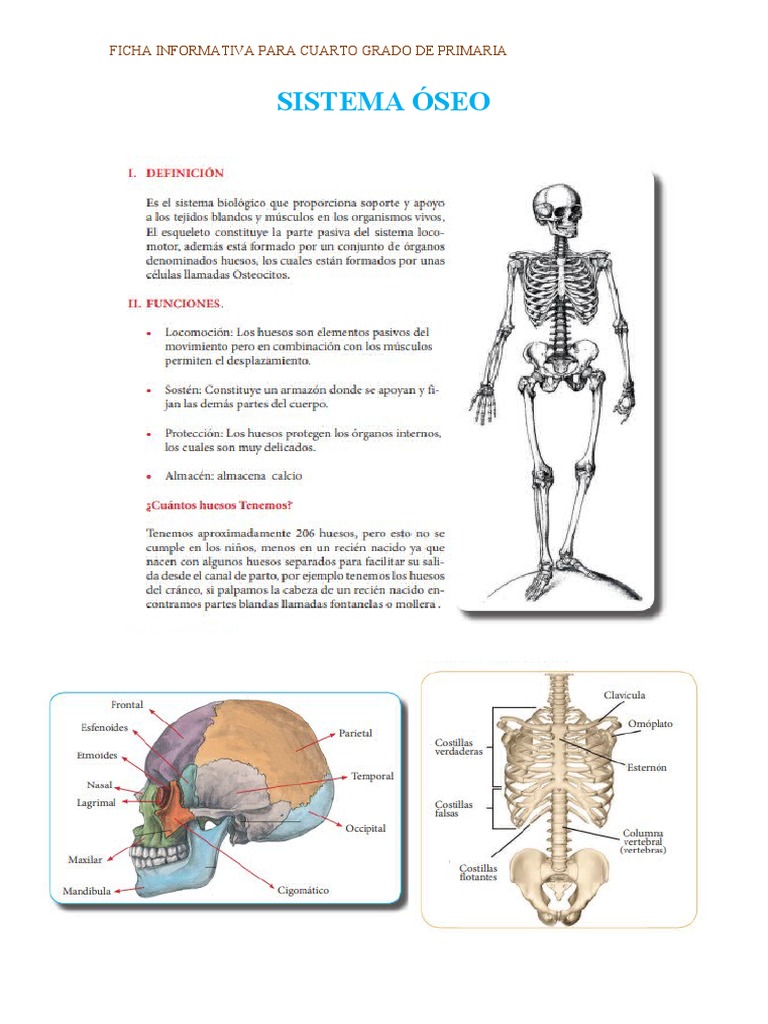 Sistema óseo Y Sistema Muscular Pdf