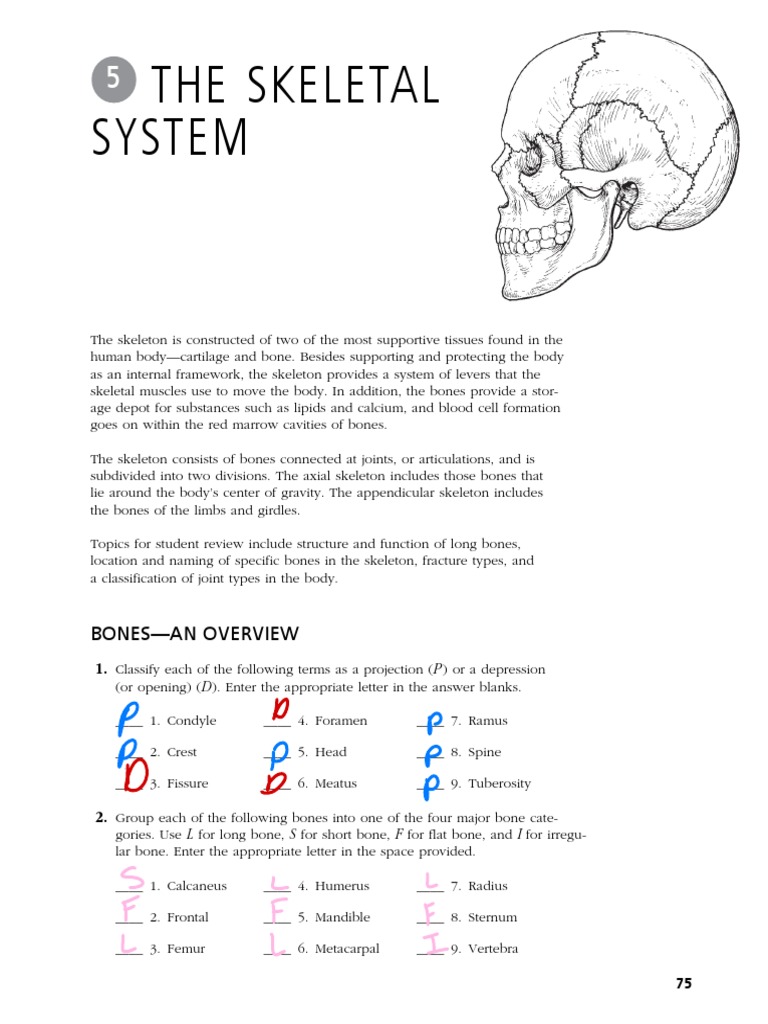 Skeletal Worksheets Part 1 | PDF | Bone | Skeleton