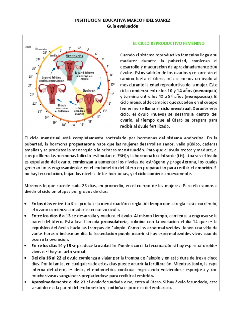 Guía-Ev | PDF | Ciclo menstrual | Ovario