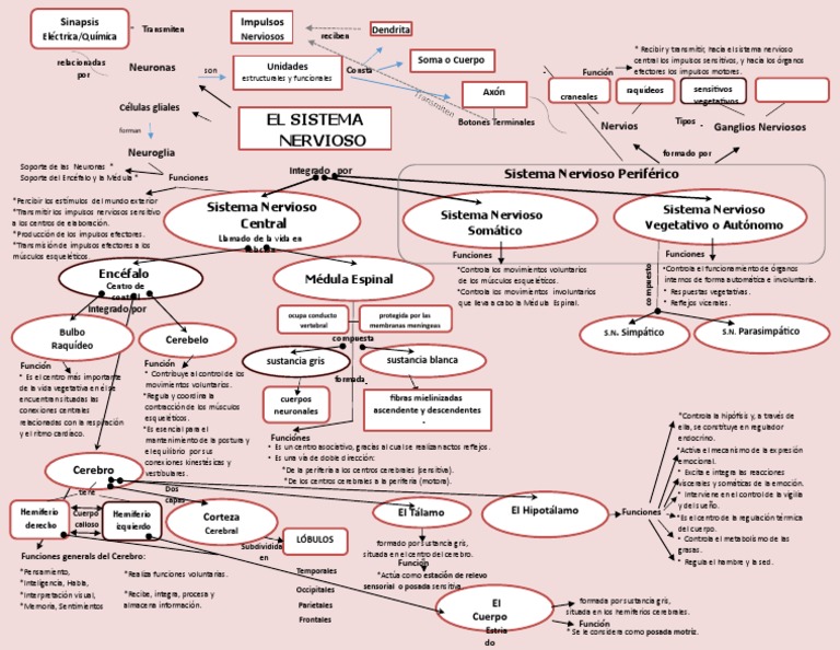 Mapa Conceptual Del Sistema Nervioso 2 | PDF | Sistema nervioso | Cerebro