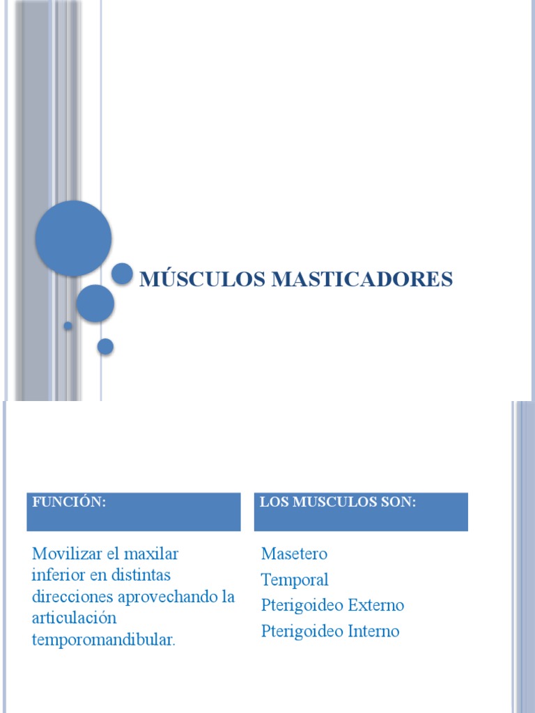 Musculos Masticadores | PDF | Cabeza y cuello humanos | Anatomía