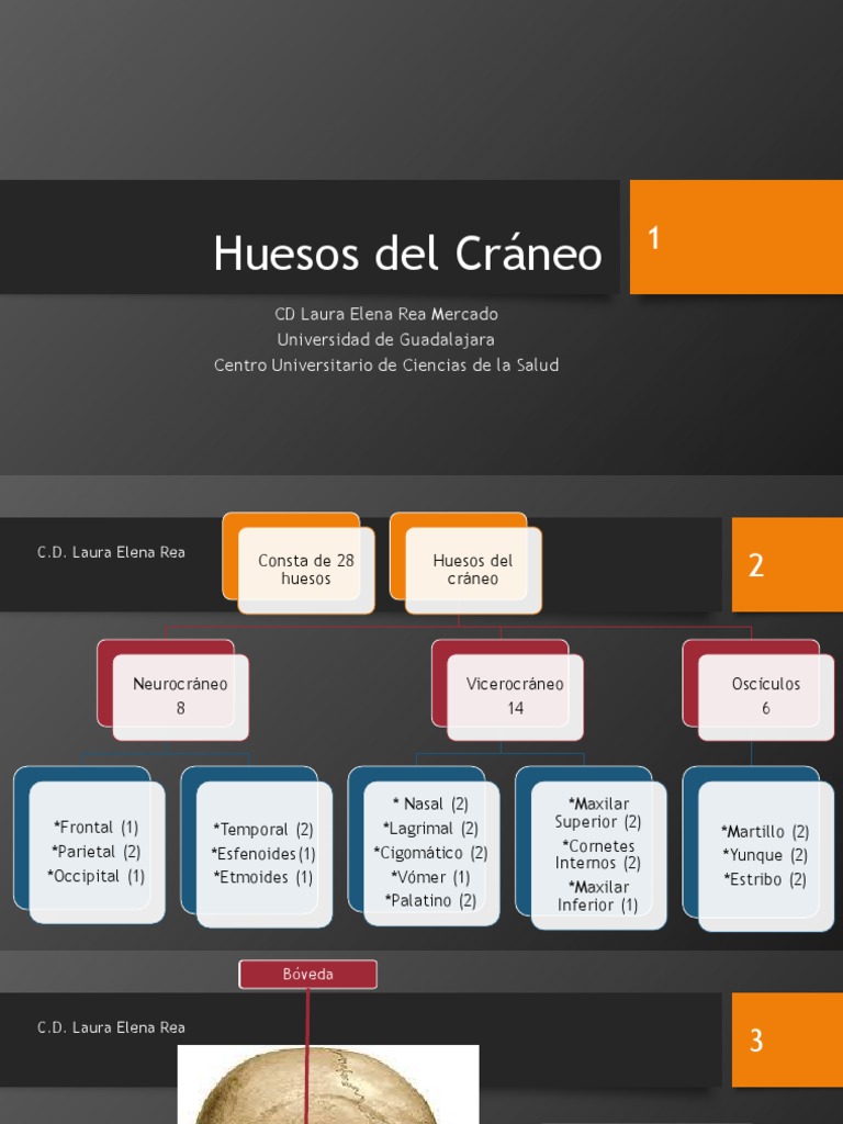 Huesos Del Craneo | PDF | Cabeza y cuello humanos | Anatomía humana