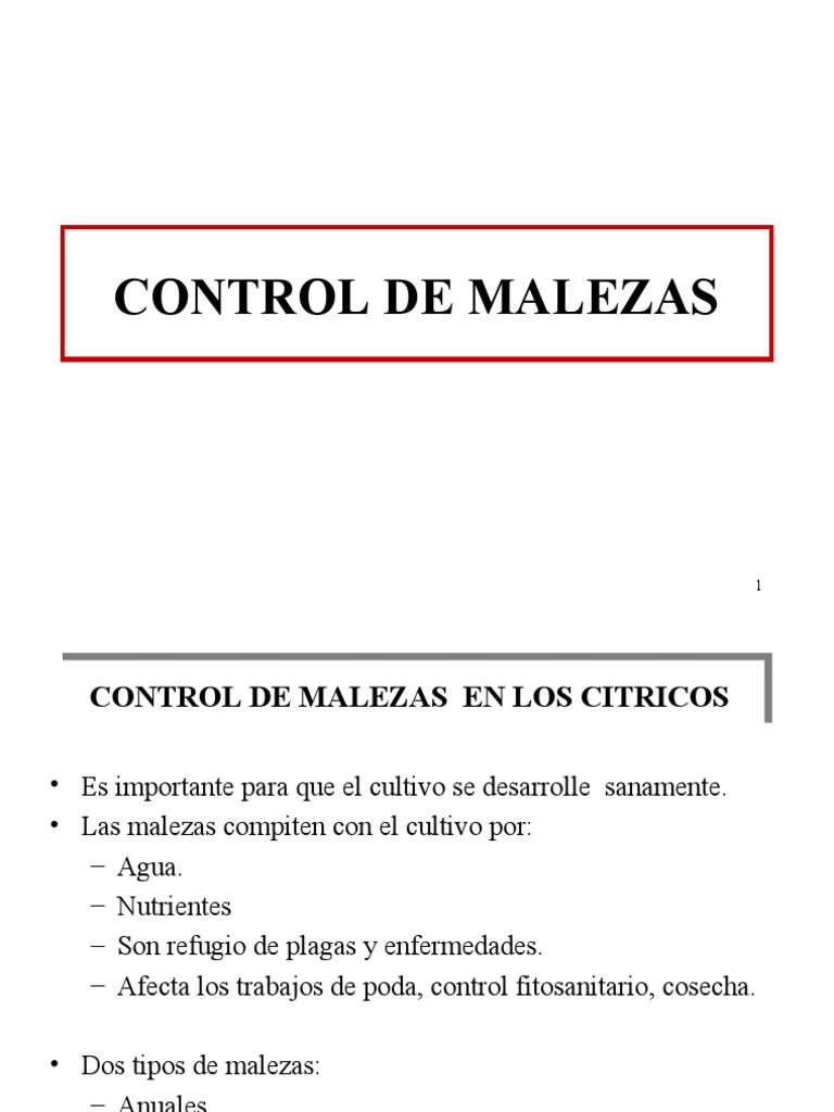 Control de Malezas y Riego en Cítricos | PDF | Riego | Hierba