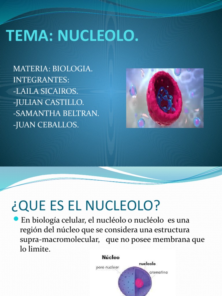 Nucleolo | PDF