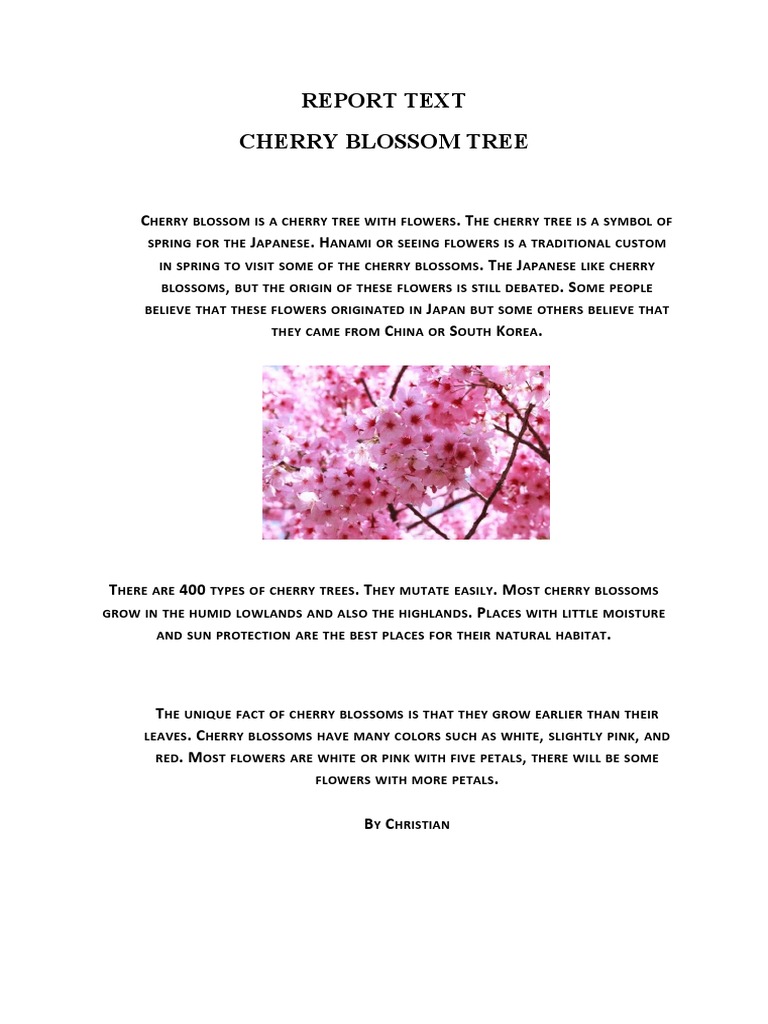 Cherry Blossom Report: Symbol of Spring in Japan | PDF