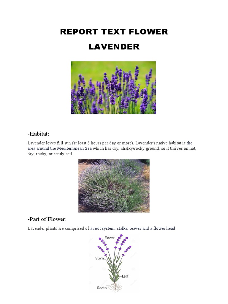 Report Text Lavender | PDF | Lavandula | Medicinal Herbs And Fungi