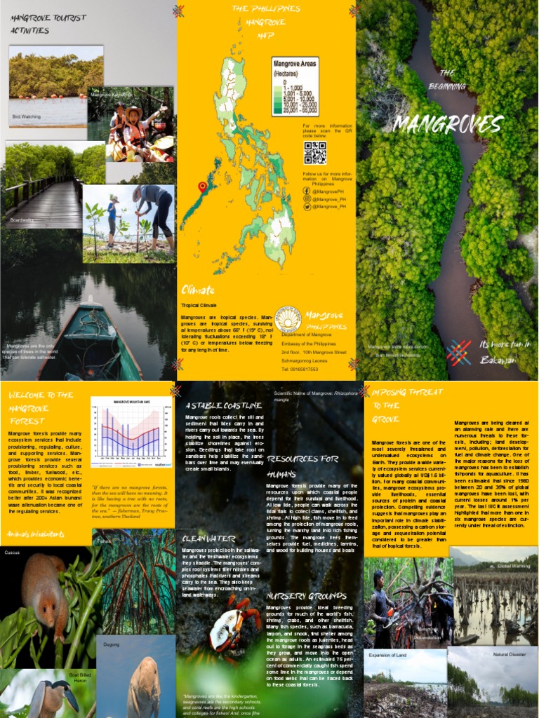 Brochure Final PDF | PDF | Mangrove | Sea