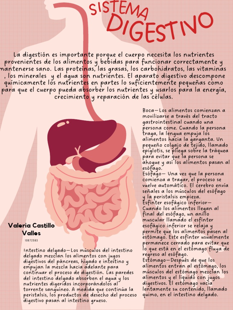 Sistema Digestivo | Descargar gratis PDF | Digestión | Sistema digestivo humano