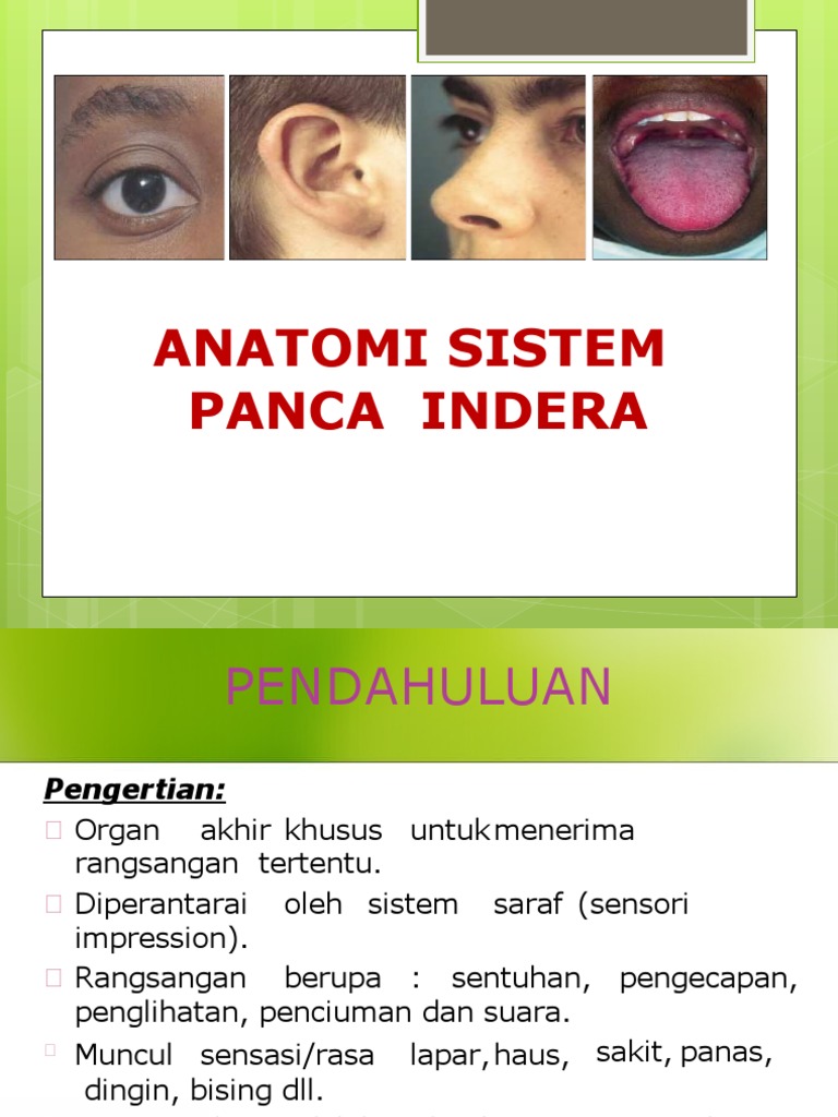 Anatomi Dan Fisiologi Sistem Panca Indra Ppt 