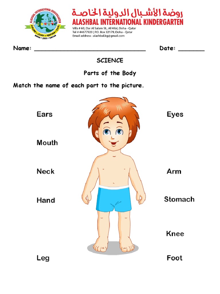 Parts of The Body | PDF