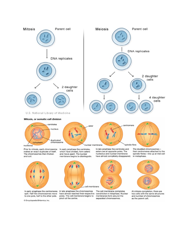 Division of Cells | PDF
