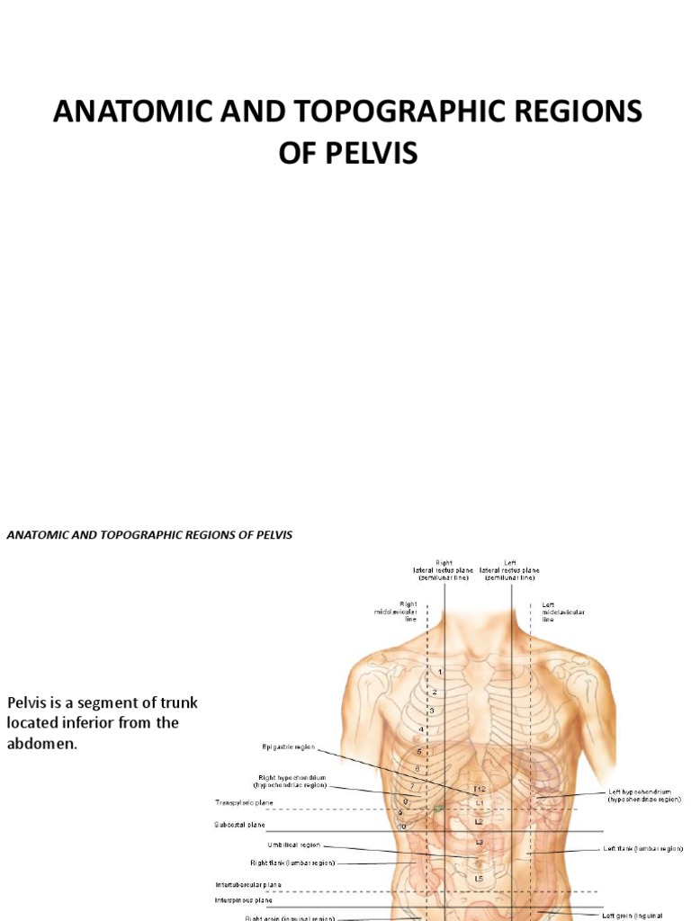 Pelvic Anatomy and Topographic Regions | PDF | Pelvis | Peritoneum