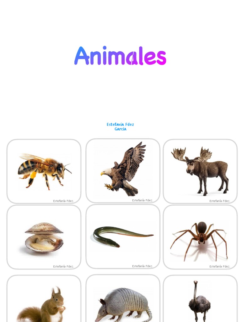Vocabulario Animales | PDF