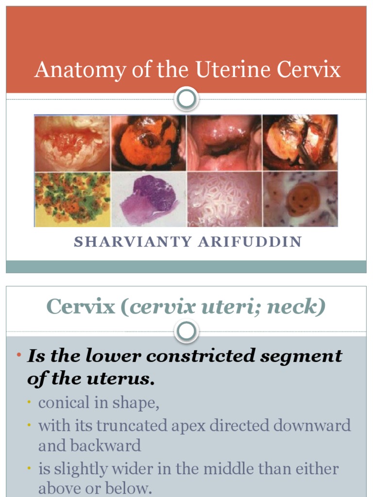 2.anatomy and Histology of The Cervix | Download Free PDF | Uterus ...