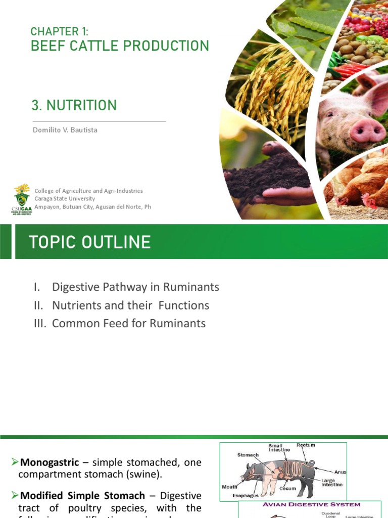 Cattle Nutrition and Digestive Physiology | PDF | Ruminant | Digestion
