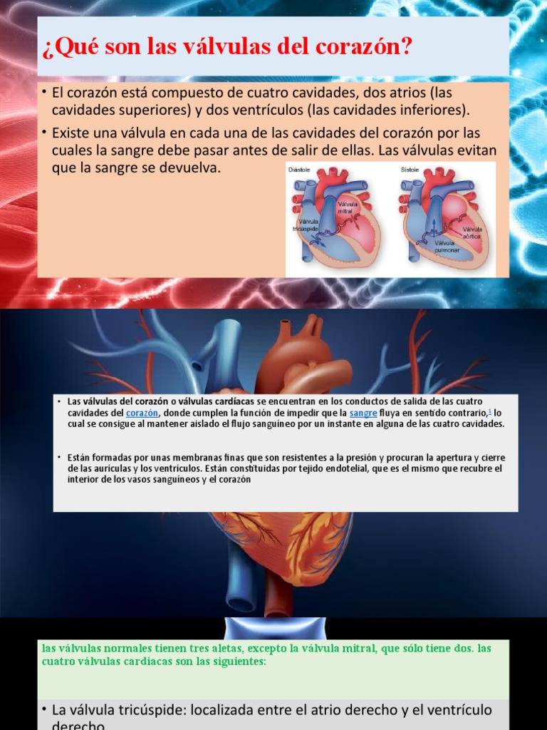 Qué Son Las Válvulas Del Corazón | PDF | Ventrículo (corazón) | Válvula ...