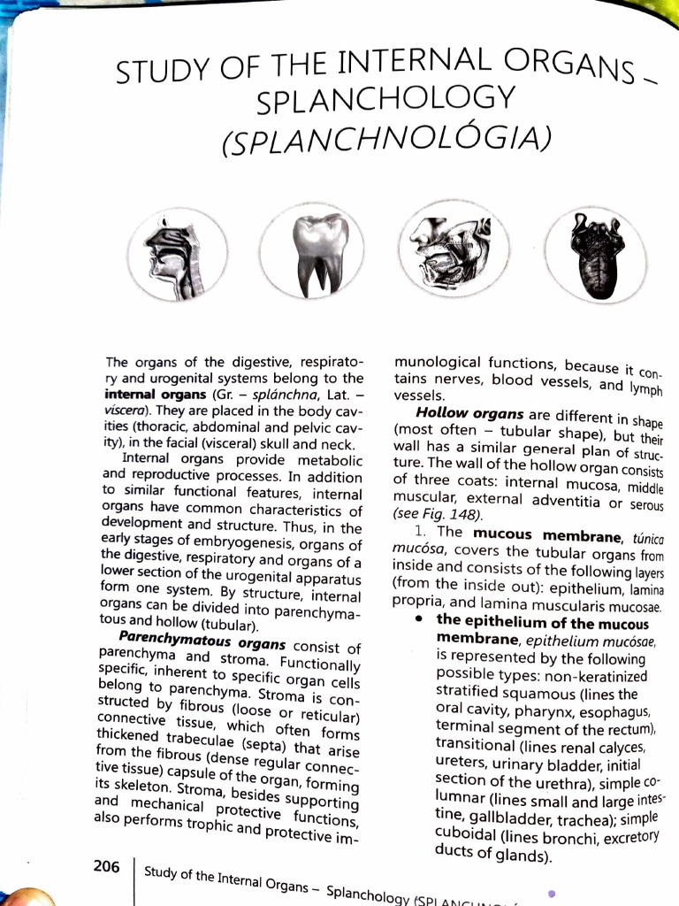 Digestive System PDF | PDF | Lip | Human Digestive System