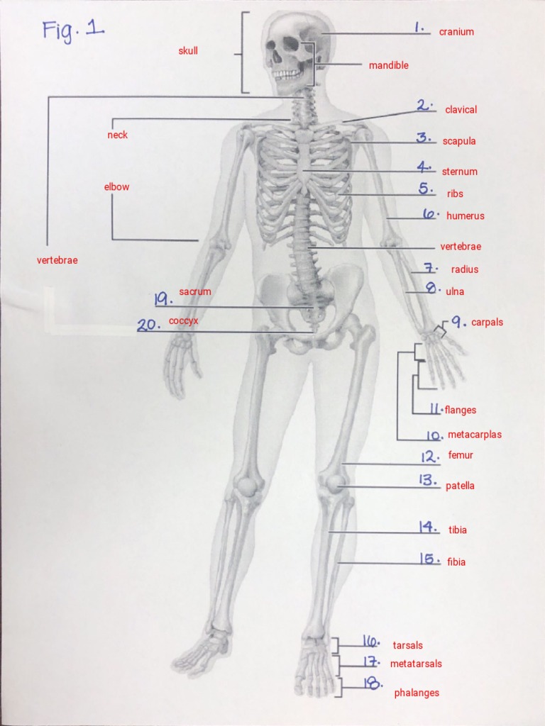 Skeleton Labeling | PDF