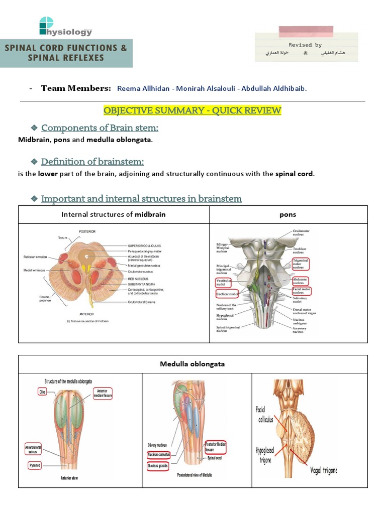 Brainstem Functions and Reflexes Overview | PDF | Brainstem | Human ...