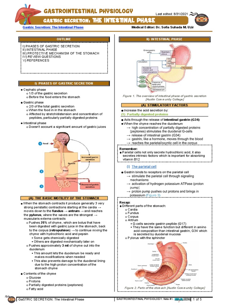 Gastric Secretion Intestinal Phase | PDF | Stomach | Digestion