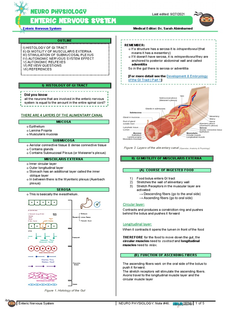 Enteric Nervous System | PDF | Gastrointestinal Tract | Pancreas