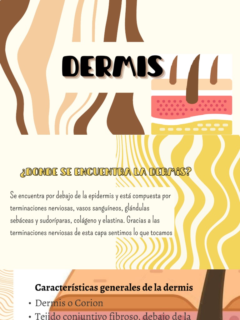 Dermis | PDF