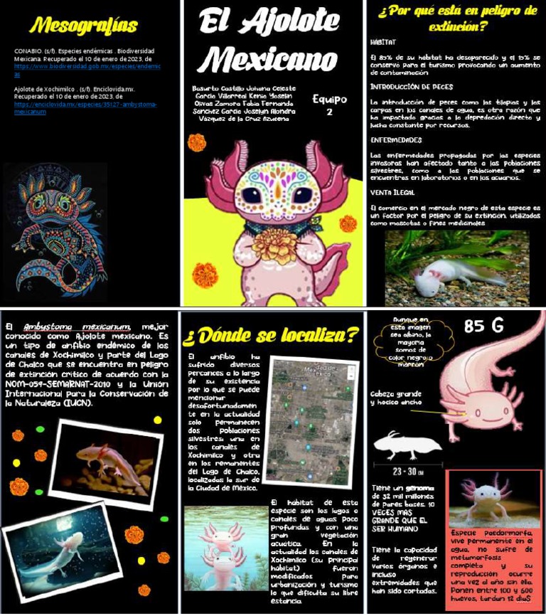 Ajolote Mexicano | PDF