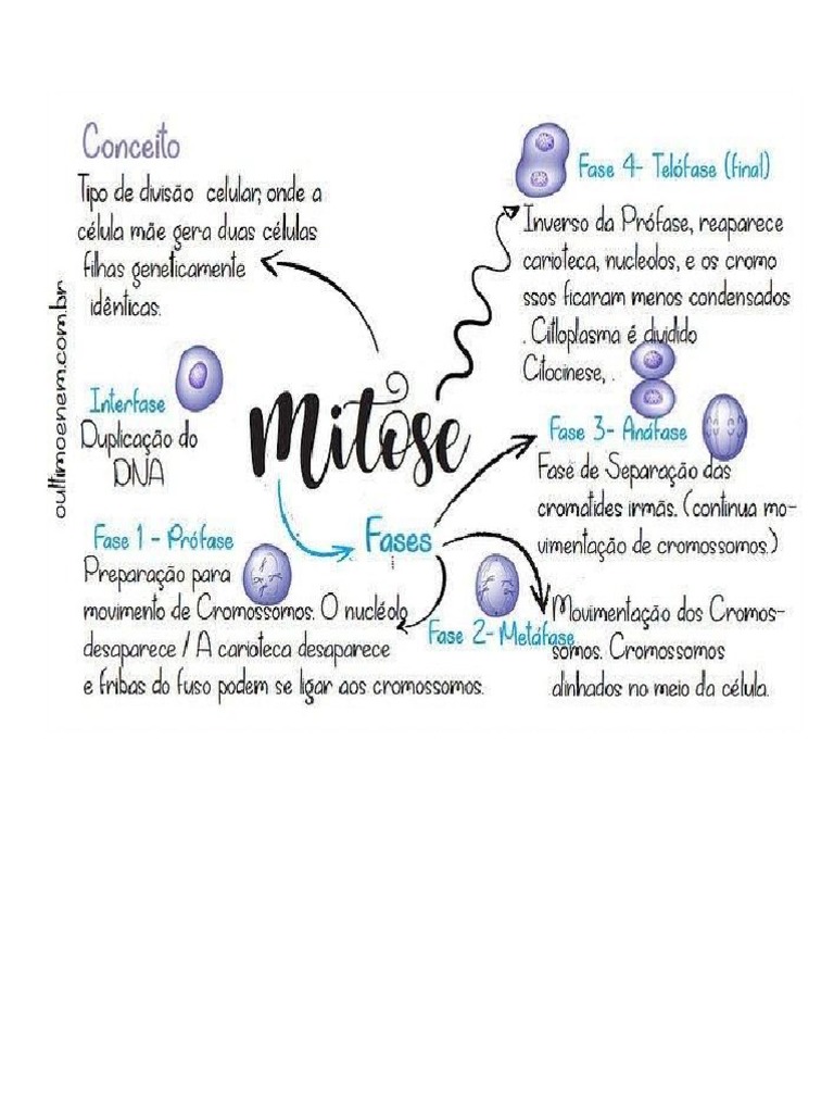 Mapa Mentais Mitose e Meiose | PDF