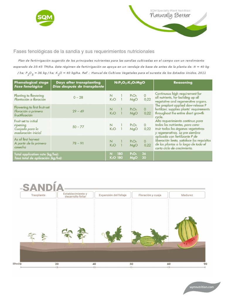 Fases y nutrición de la sandía | PDF