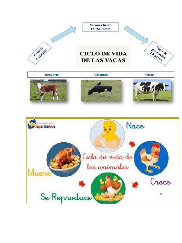 Ciclo de Vida de La Vaca | PDF