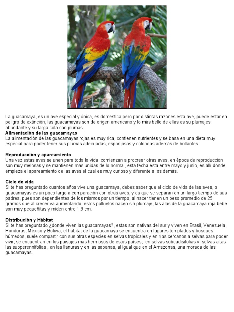 La Guacamaya | PDF