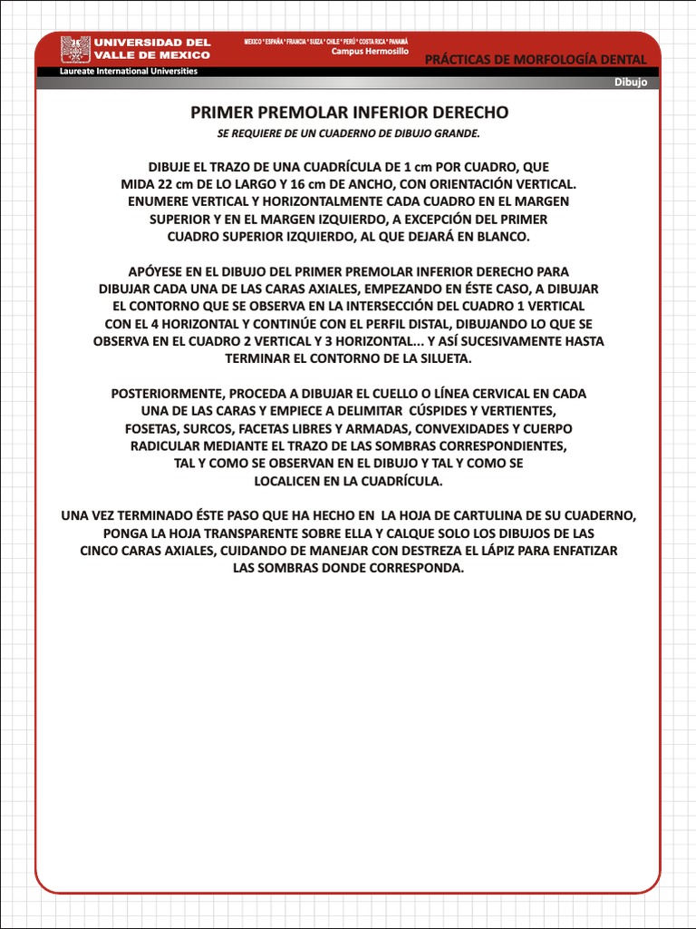 11.P.PREMOLAR INF Dibujo PDF | PDF