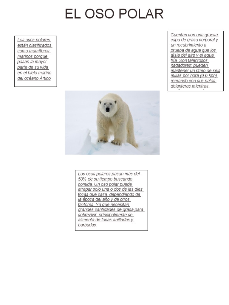 Oso Polar | PDF