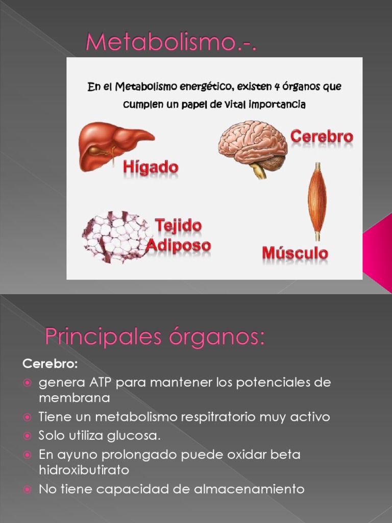 Metabolismo en Los Distintos Tejidos | PDF