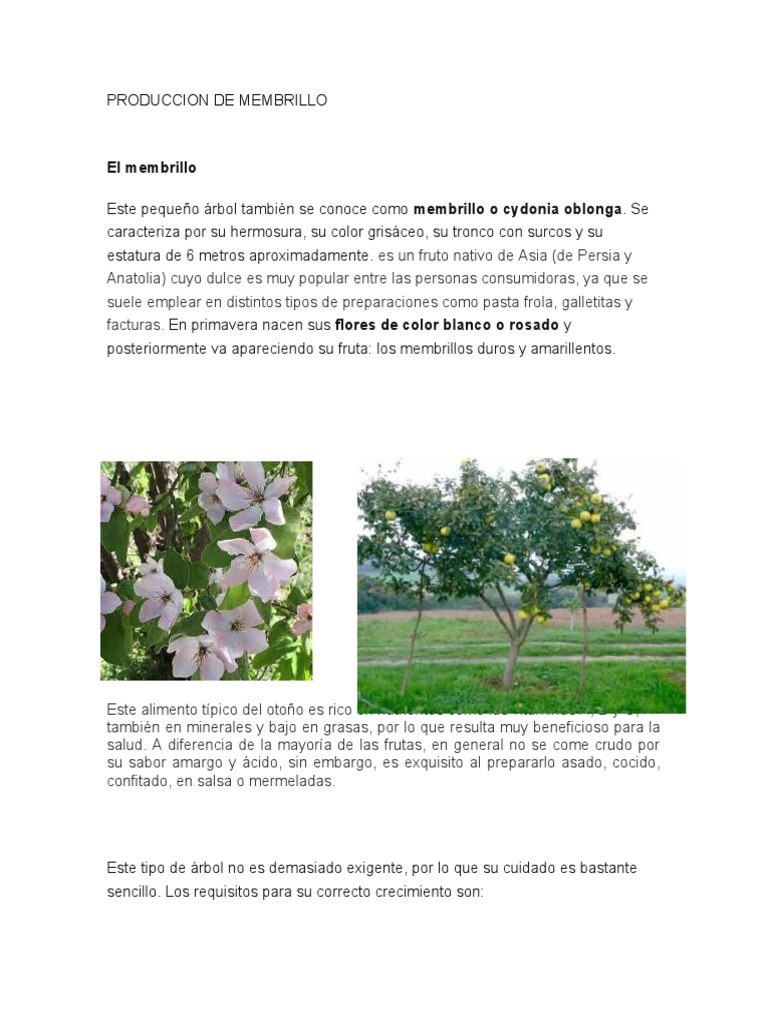 Produccion de Membrillo | PDF
