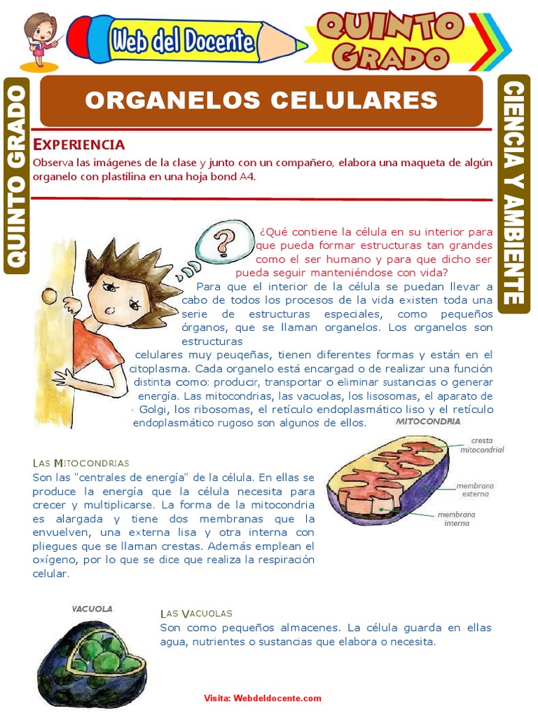 Hoja De Trabajo Con Claves Sobre Los Organelos Celulares