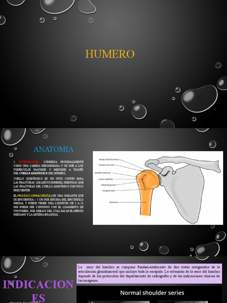 HUMERO | PDF | Hombro | Anatomía