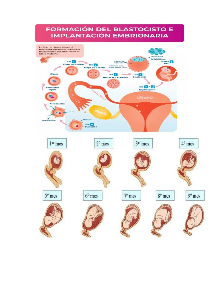 Desarrollo Embrion y Feto | PDF