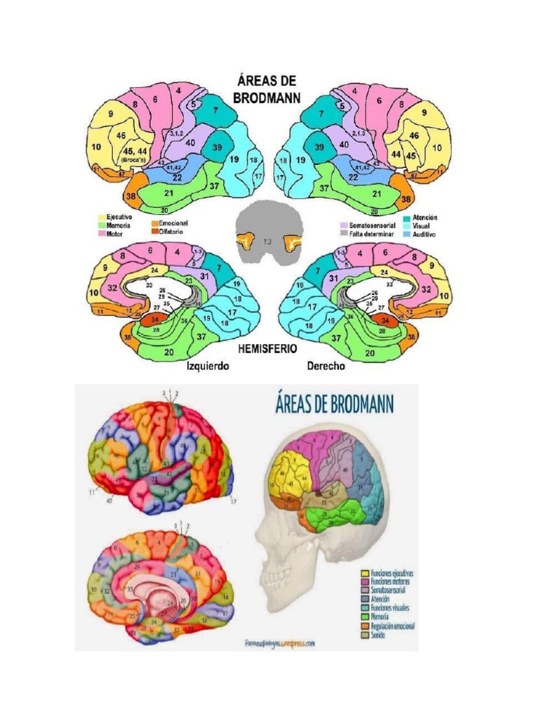 Areas de Broadman | Descargar gratis PDF | Corteza cerebral | Sistema ...
