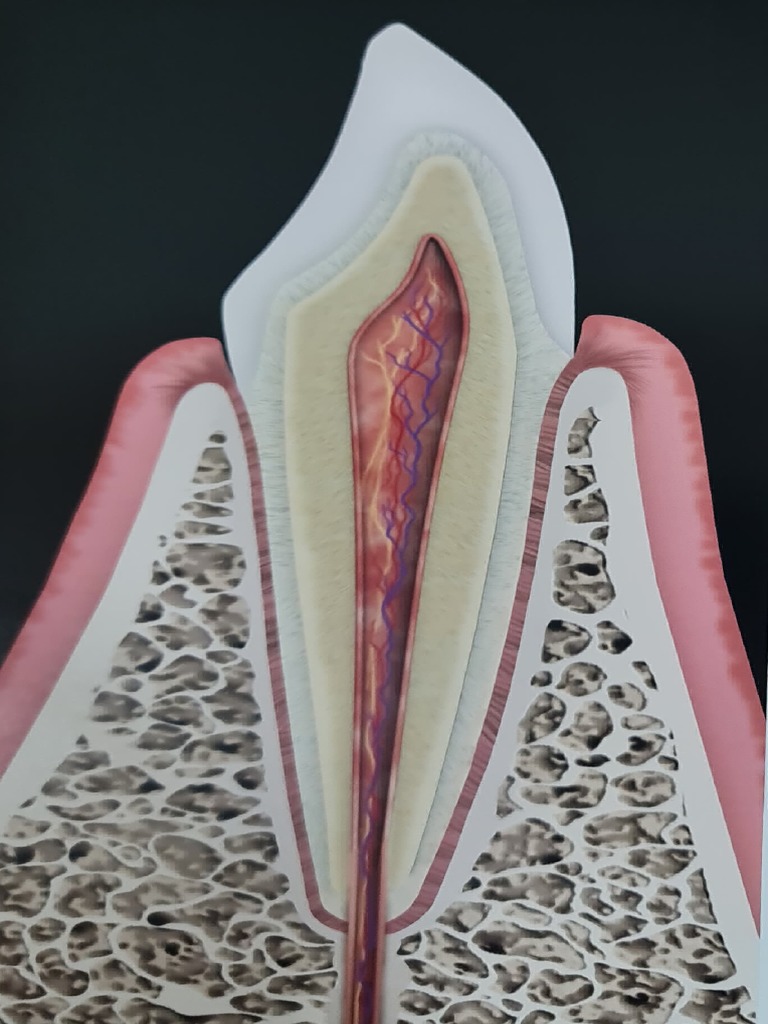 Periodonto PDF | PDF