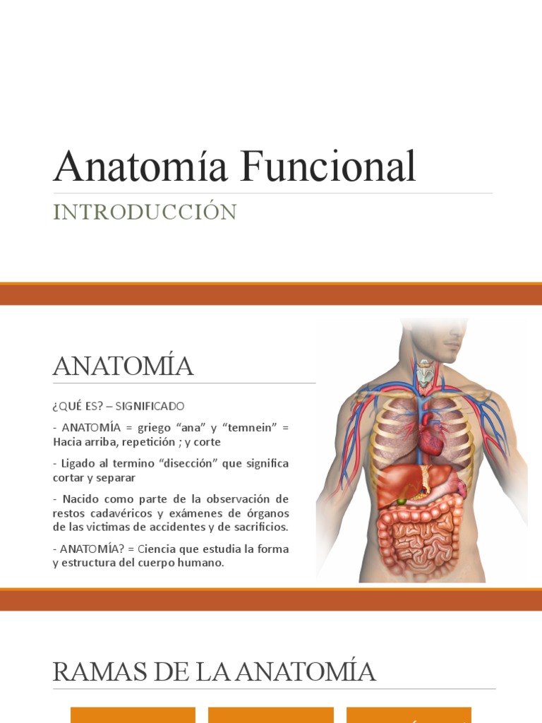 Clase 1 Anatomia Funcional | PDF | Anatomía | Músculo