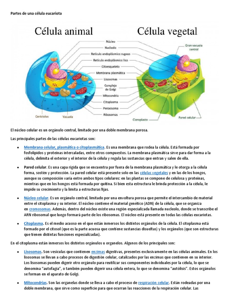 Célula Vegetal | PDF | Biología Celular) | Citoplasma